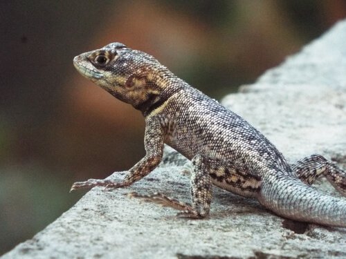 Calango - O MACACO LOUCO